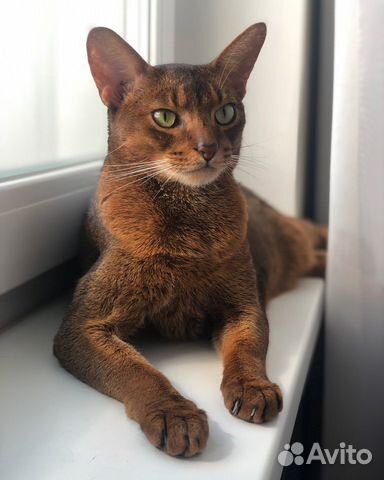 Характерный кот Христофор ищет свой, идеальный дом