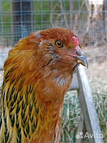 Яйцо инкубационное, цеплята, ухейилюй