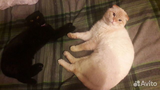 Котята шотландские