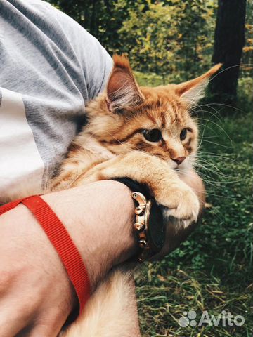 Котята
