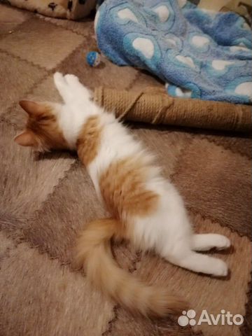 Рыжая девчуля, безумно красивая