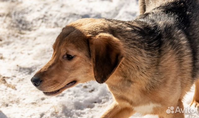 Рэм ищет хозяина