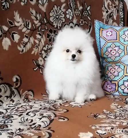 Шпиц девочка айс крем