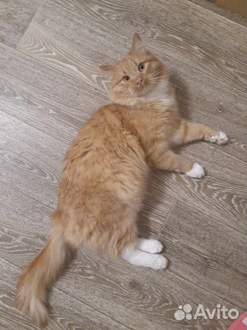 Кот в дар