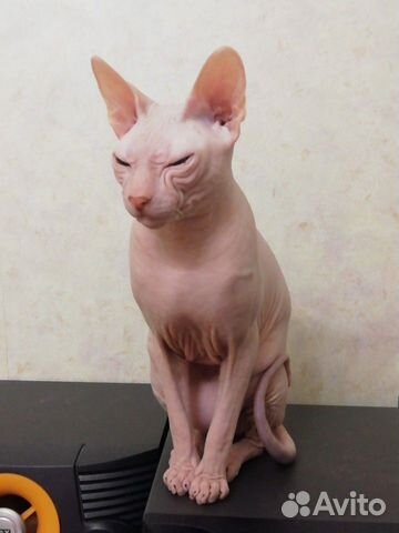 Донской сфинкс