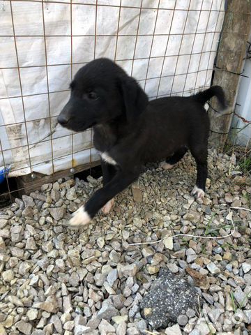 Щенок с ангелом на груди,мини