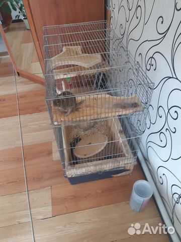 Продам Дегу