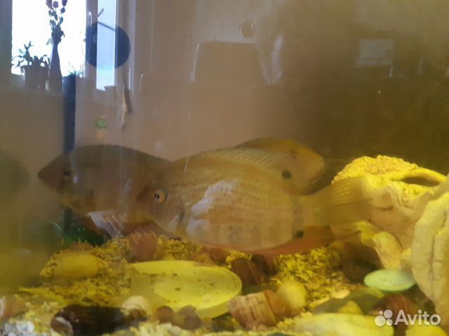 Северум голубой изумруд