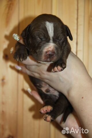 Кобель прайтера