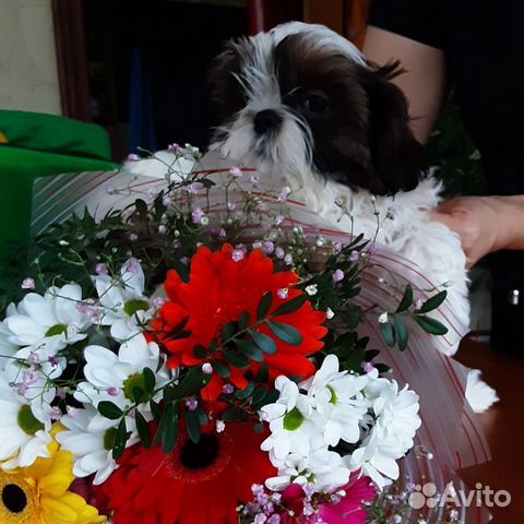 Щенки щитцу