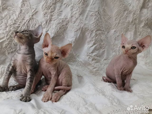 Котята породы Девон рекс