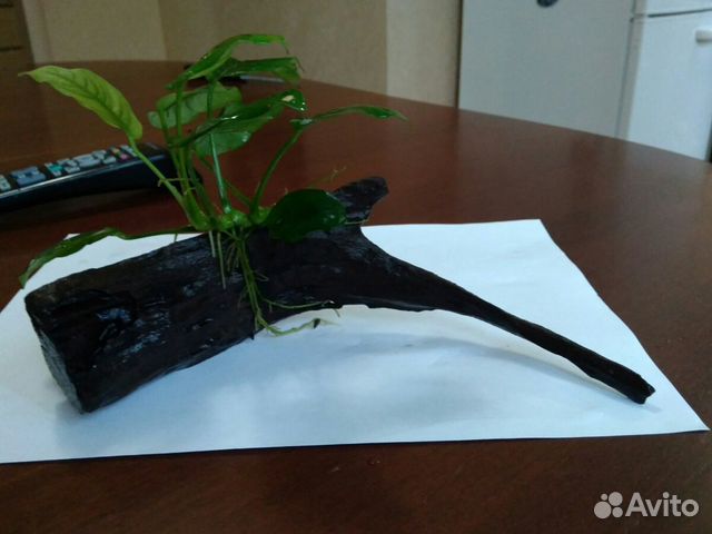 Мангровая коряга с анубиасом