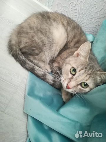 Кошка Герда