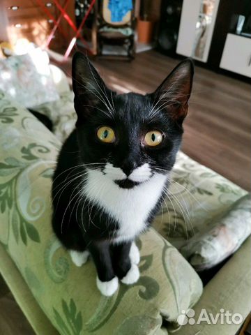 Котёнок
