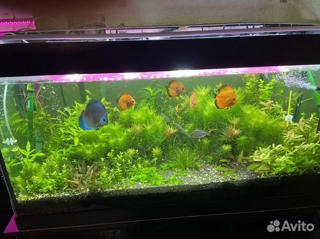 Аквариумные растения