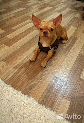 Вязка чихуaхуа