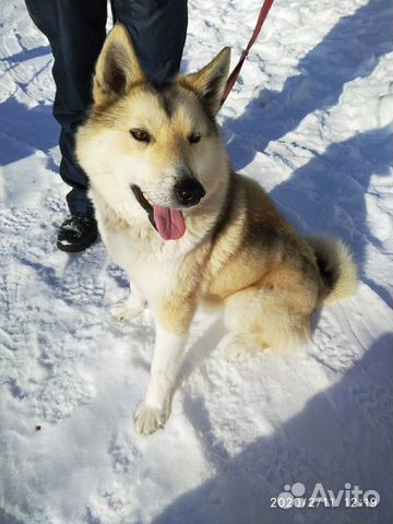 Лайка