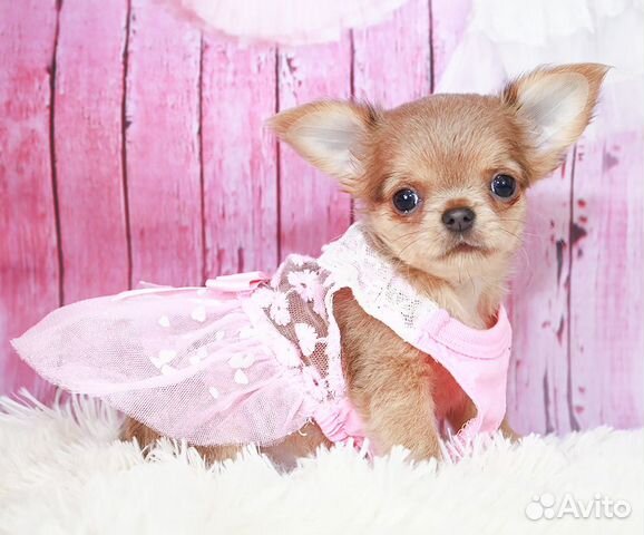 Малышка Бэлль