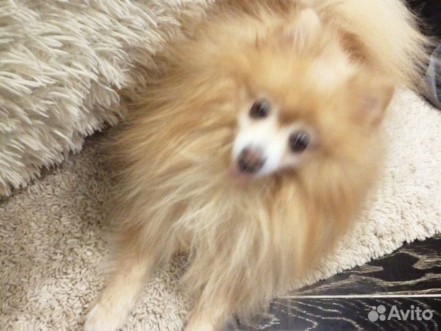 Шпиц ищет себе жену