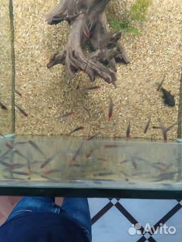 Родостомус, тетра красноносая, аквариумная рыба, х