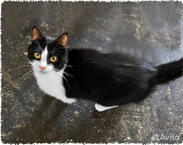 Котик маркиз 2 года