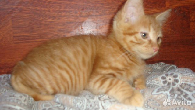 Короткошерстные мини рысятки