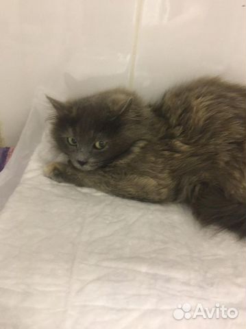 Спасите Баффи