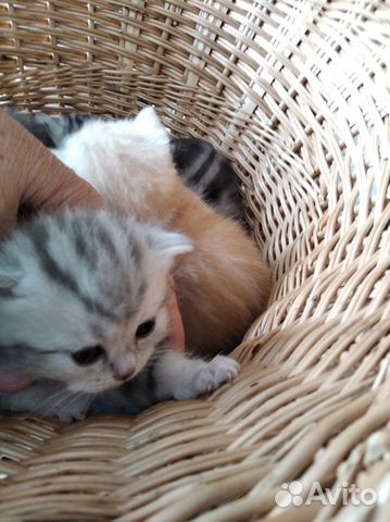 Британские котята