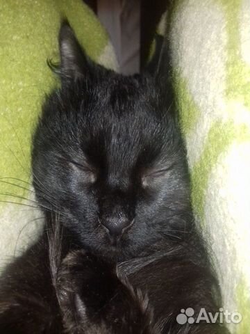 Котик звать черный