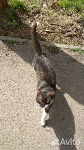 Котейка в хорошие руки