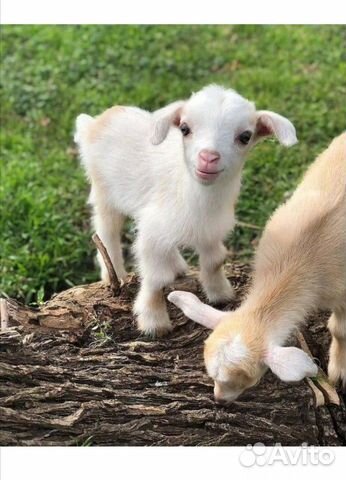 Новорождённые козлята