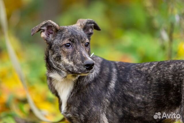 Собака-подросток Фарида