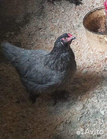 Куры несушки брама