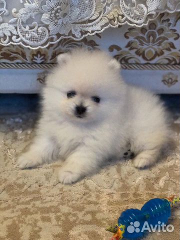 Микро шпиц