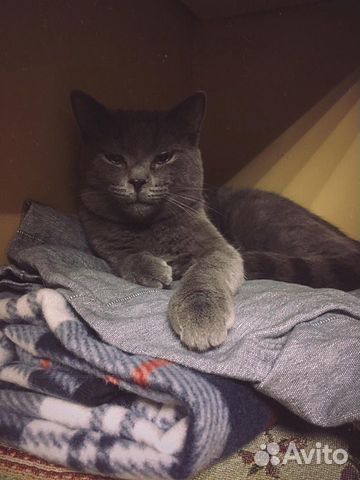 Кошка, метис