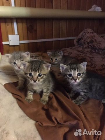 Котята