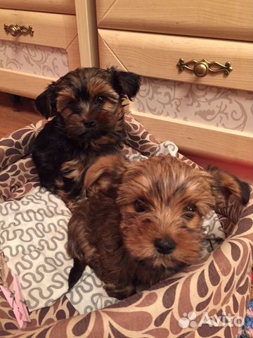 Йоркширский терьер