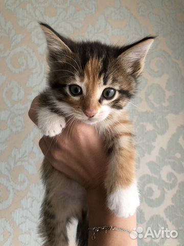 Кошечка ищет дом