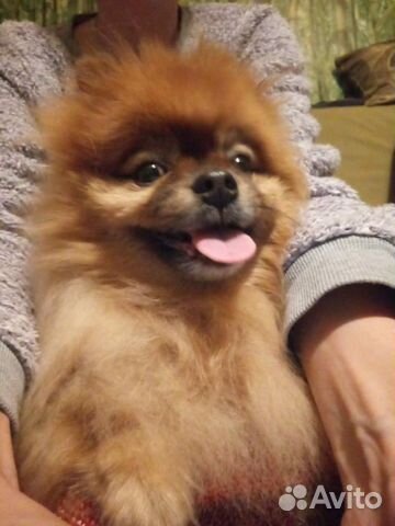 Найден шпиц