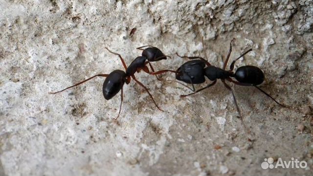 Camponotus ligniperda Экзотическая муравьиная матк