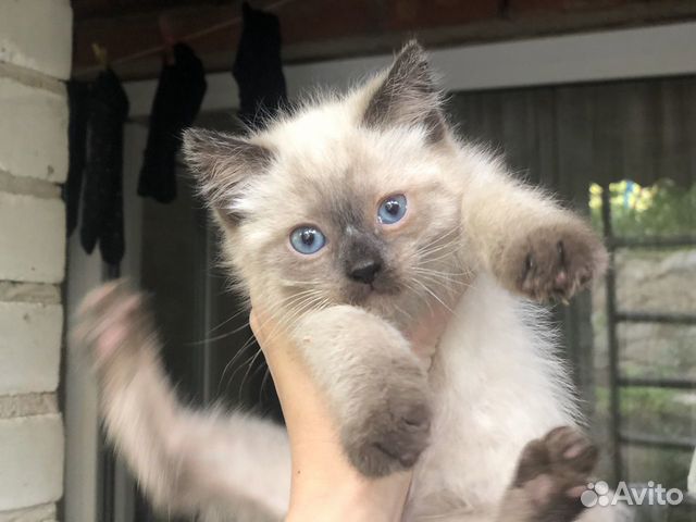 Тайские котята