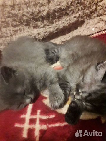 Котята