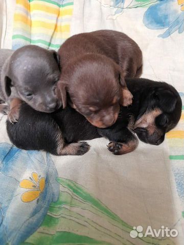 Той-терьер щенки