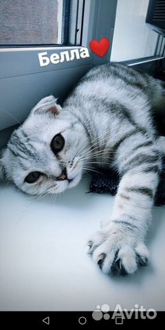 Кошка Шотланка-Веслоухая