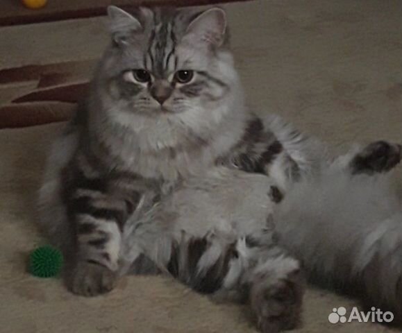 Кот