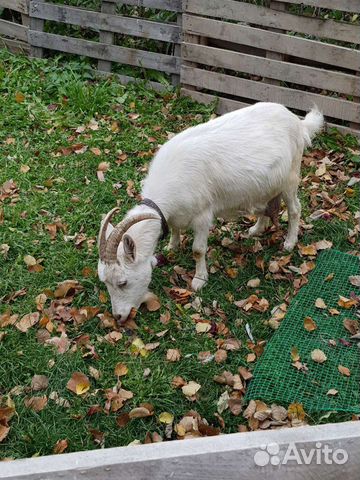 Коза дойная, и козочки