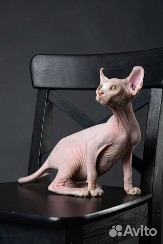 Котята эльф