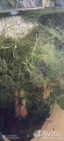 Мох яванский