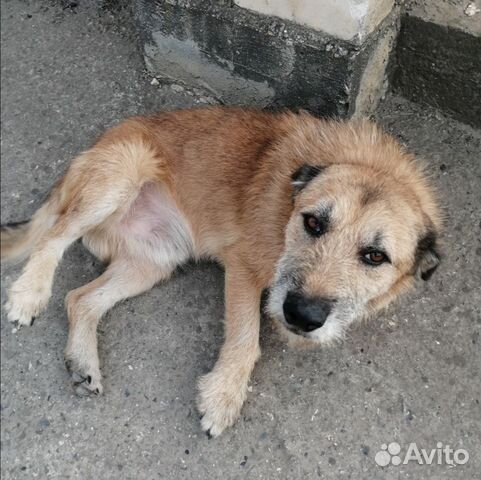 Кобелек в добрые руки