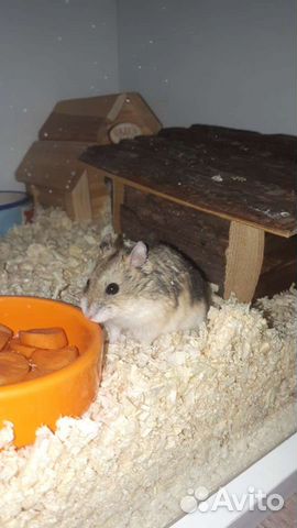 Хомяк Кэмпбелла